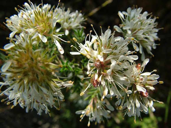 Buchu | Project Noah