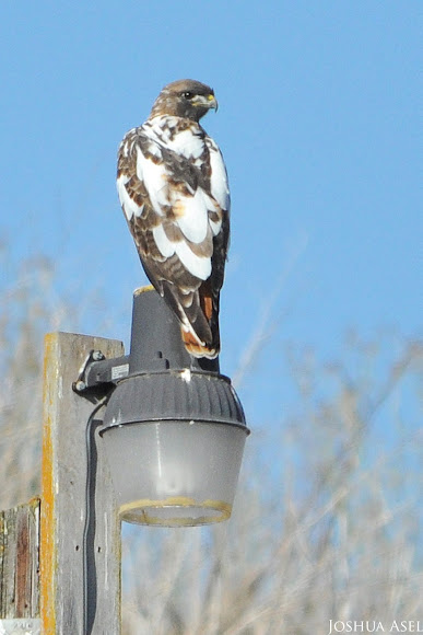 Leucistic Red-tailed Hawk | Project Noah