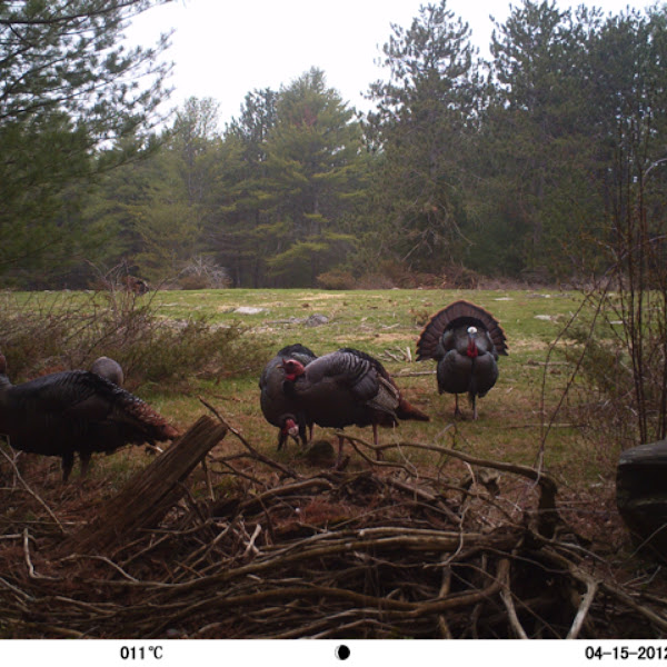 Wild turkey and crow | Project Noah