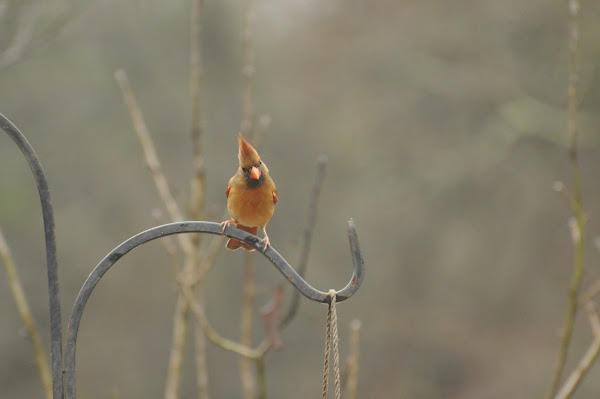 Northern Cardinal (adult female) | Project Noah