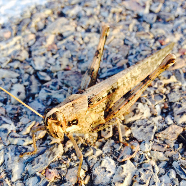 Gray Bird Grasshopper | Project Noah