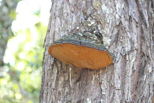Common Phellinus | Project Noah