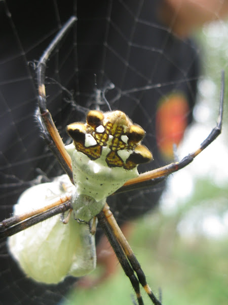 silver argiope | Project Noah