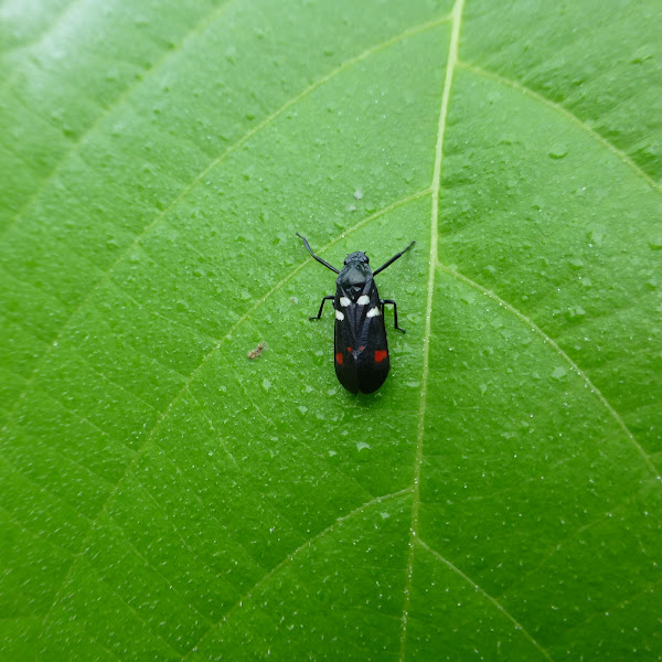 Rice Spittle Bug | Project Noah