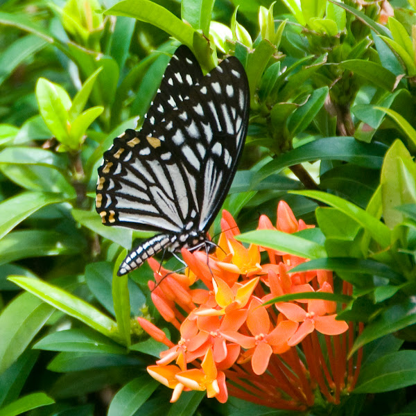 Common Mime | Project Noah