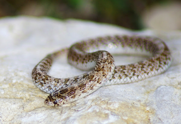 Western Hooknose Snake | Project Noah