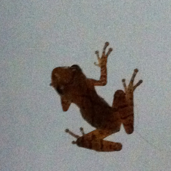 Spring Peeper frog | Project Noah