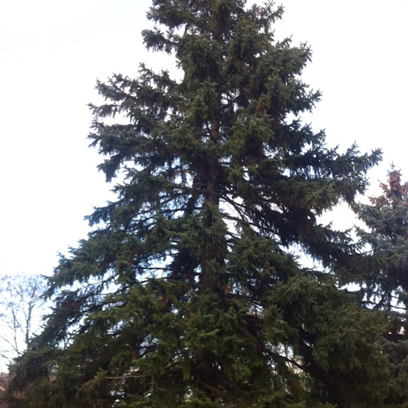 Norway Spruce | Project Noah