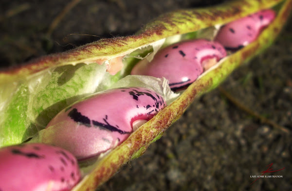 Firebean | Project Noah