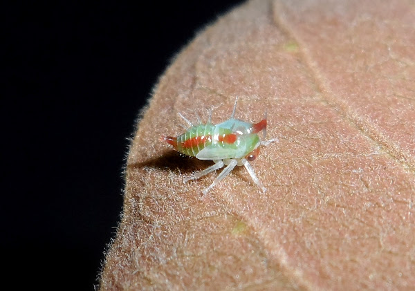 Treehopper nymph (Pós-ecdise) | Project Noah