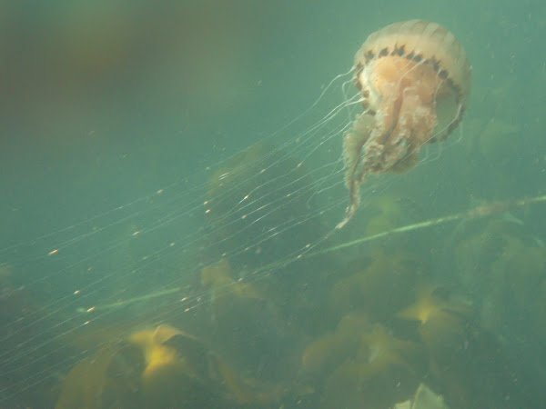 Compass Jellyfish | Project Noah