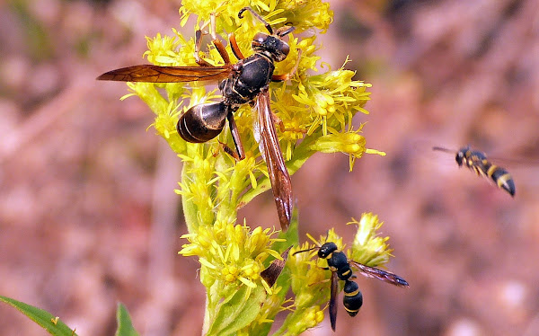 Northern Paper Wasps | Project Noah