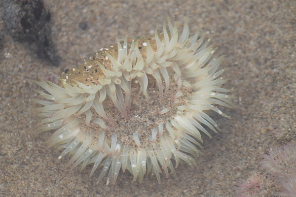starburst anemone | Project Noah