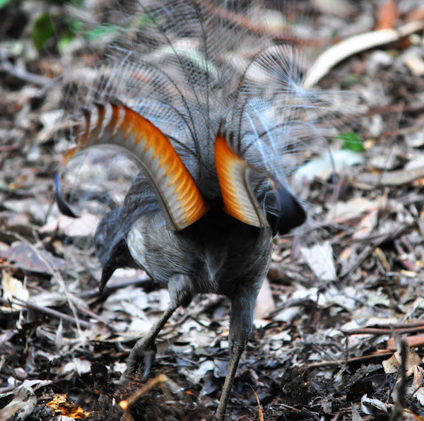 Superb Lyrebird | Project Noah