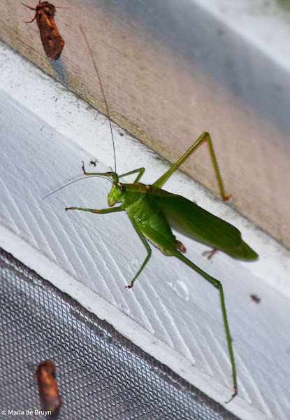 Fork-tailed katydid, male | Project Noah