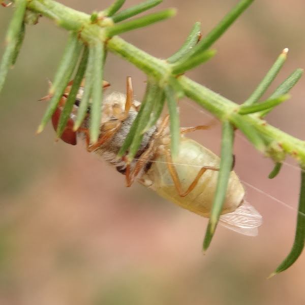 Green soldier fly | Project Noah