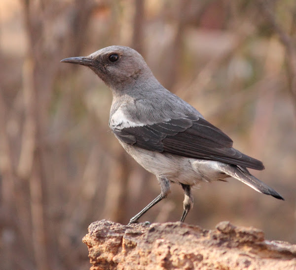 Mountain Chat or Mountain Wheatear | Project Noah
