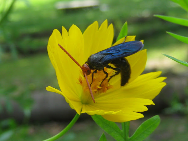 Scoliid Wasp | Project Noah