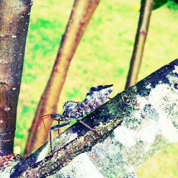 Assassin Bug | Project Noah