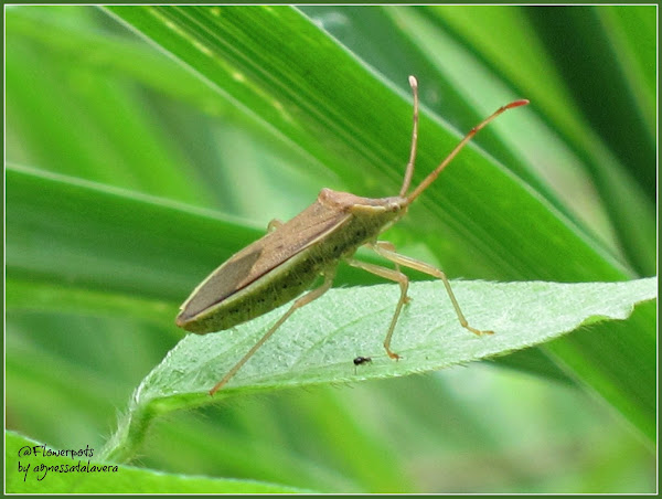 Homoeocerus Coreid Bug | Project Noah