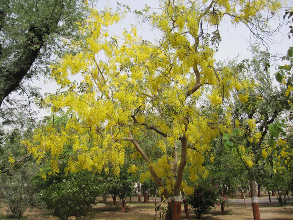 AMALTAS TREE | Project Noah