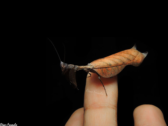 South American dead-leaf mantis | Project Noah