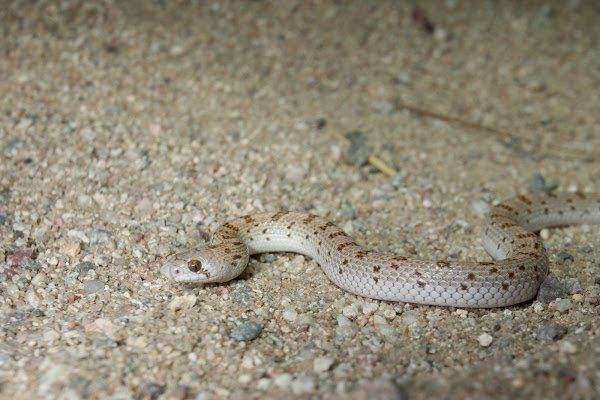 Spotted Leaf-nosed Snake | Project Noah
