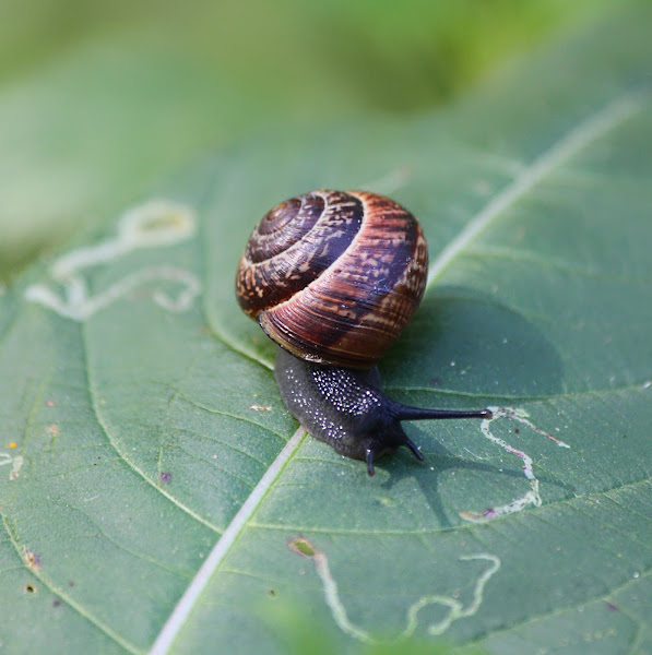Grove snail | Project Noah