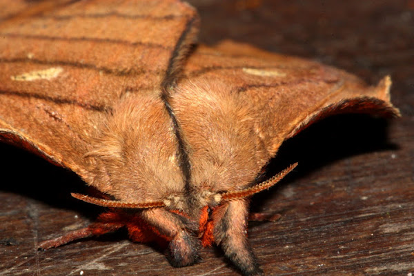 Saturniid moth | Project Noah