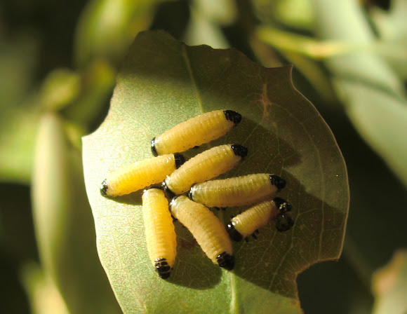 Eucalyptus tortoise beetle | Project Noah