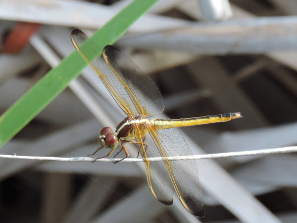 Spangled Skimmer Dragonfly (female) | Project Noah