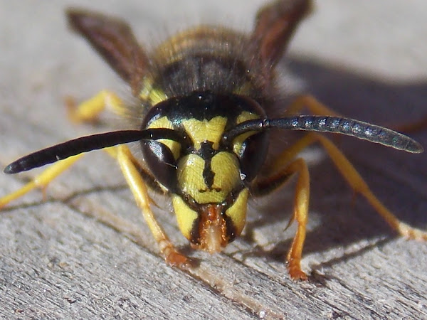 Eastern Yellowjacket (worker) | Project Noah