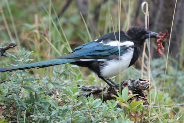 Black-billed Magpie | Project Noah