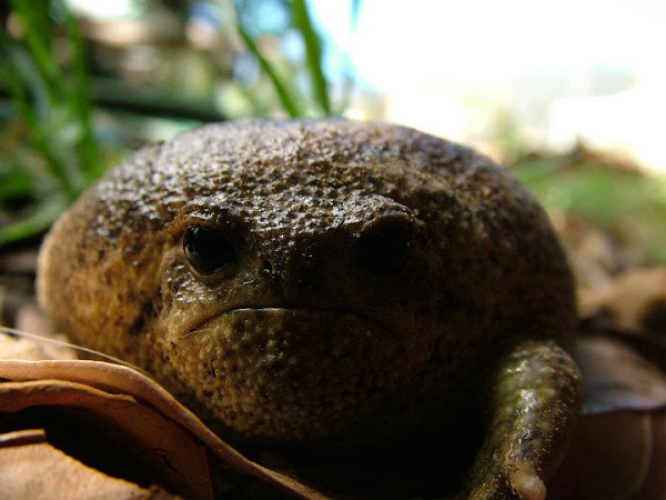Cape Rain Frog | Project Noah