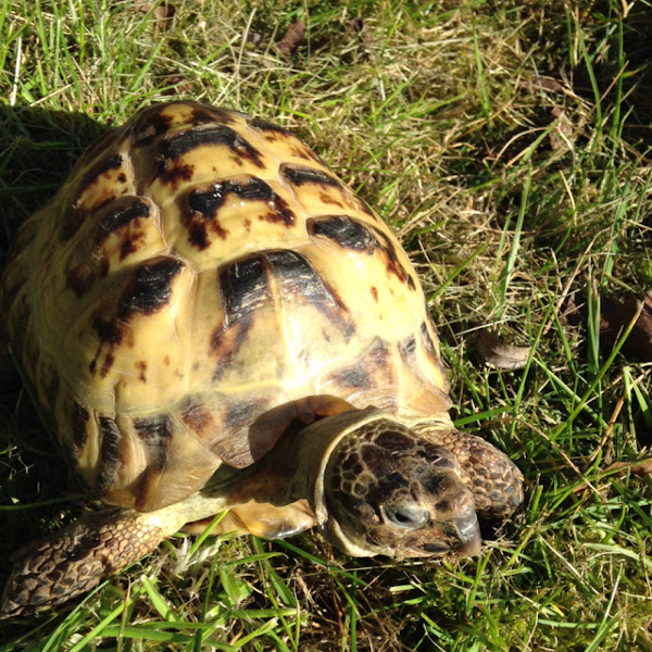 Russian tortoise | Project Noah
