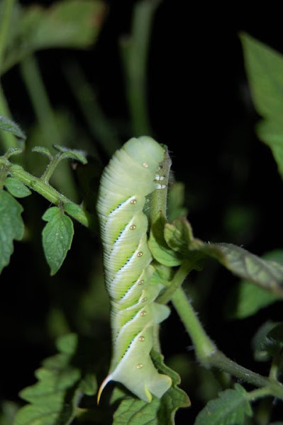 Tobacco Hornworm | Project Noah