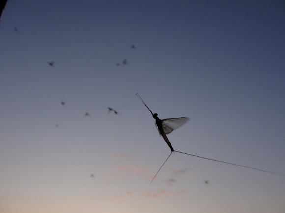 Mayfly | Project Noah