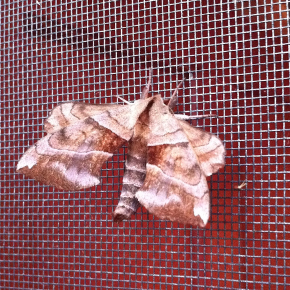 Walnut Sphinx Moth | Project Noah
