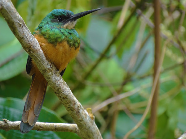 Rufous-tailed Jacamar | Project Noah