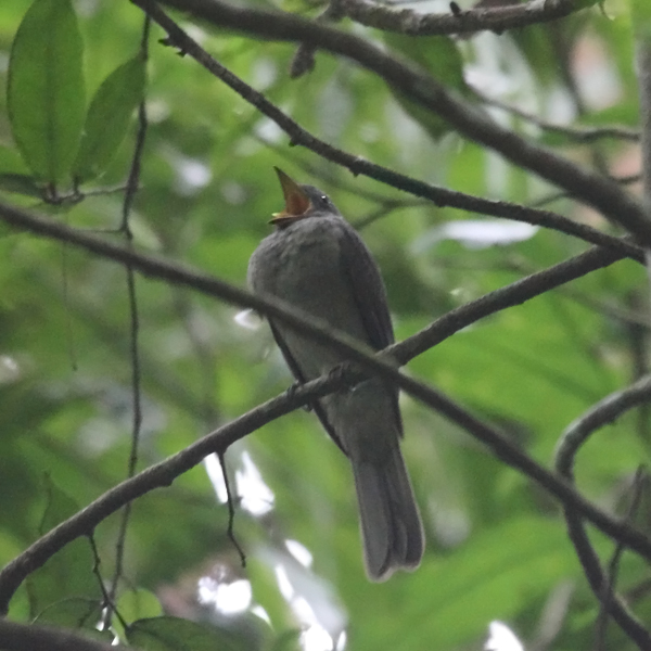Screaming Piha | Project Noah