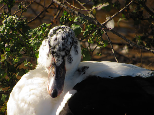 Domestic Mallard x Muscovy Duck hybrid | Project Noah