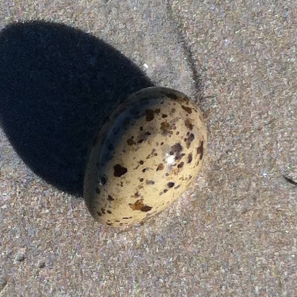 Shore bird egg | Project Noah