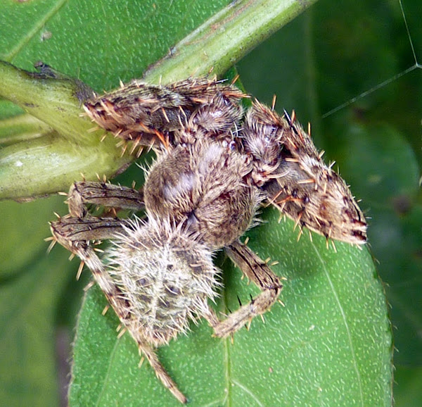 Spider | Project Noah