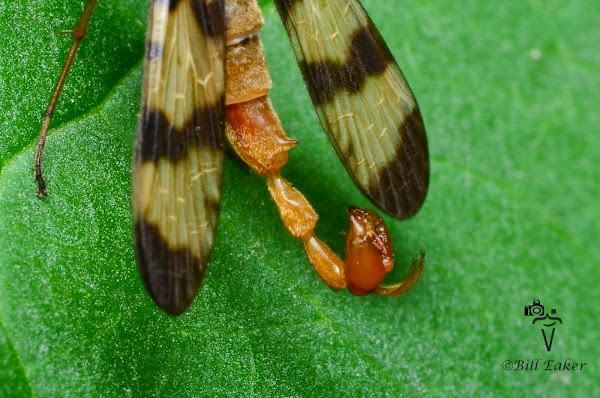 Scorpionfly | Project Noah