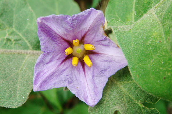 Eggplant Bloom | Project Noah