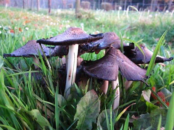 common ink cap or inky cap | Project Noah