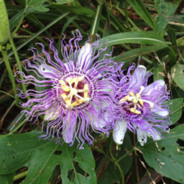 Passionflower | Project Noah