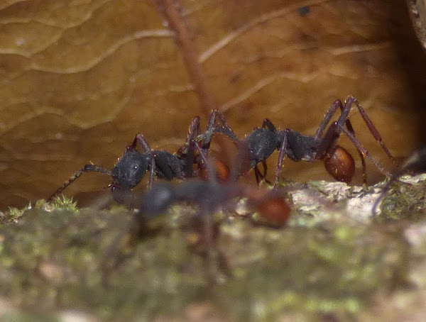 Army ants | Project Noah