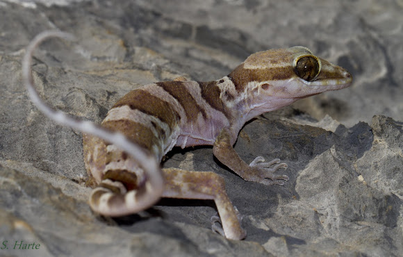 Ring-tailed Gecko | Project Noah