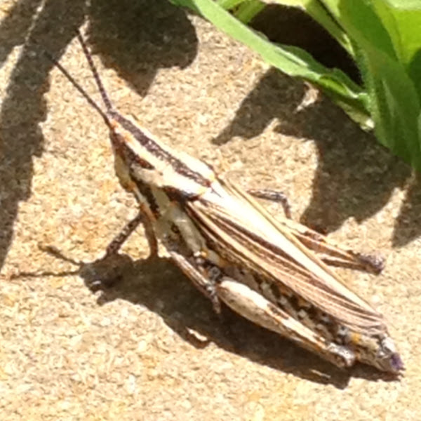 Brown Locust | Project Noah